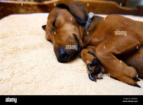 Der Hund schläft auf dem Bett Brauner Dackel der auf dem Bett schläft Stockfotografie Alamy