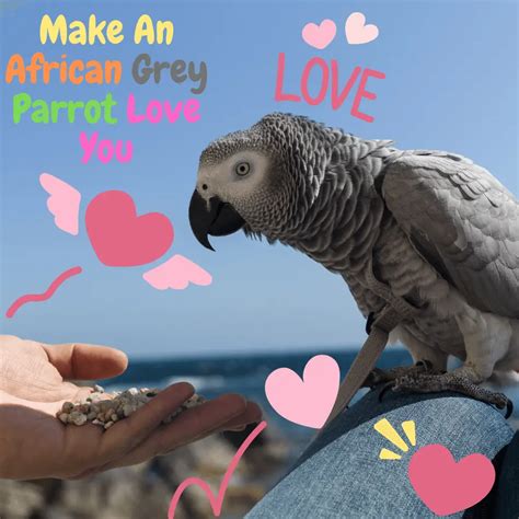 A Simple Trick To Make An African Grey Parrot Love You