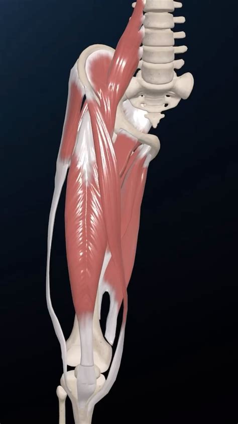 Hip Dips Anatomy Explained