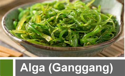 Alga Ganggang Pengertian 14 Ciri Klasifikasi Struktur Sel