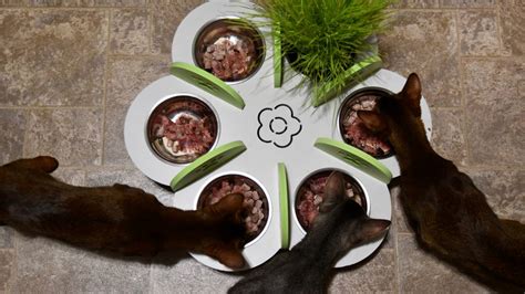 6 Bowls Pet Feeder Multiple Pet Feeder Pet Multiple Bowls Pet