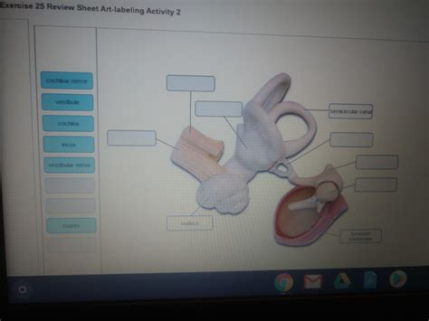 Solved Exercise 25 Review Sheet Art Labeling Activity 2 Chegg