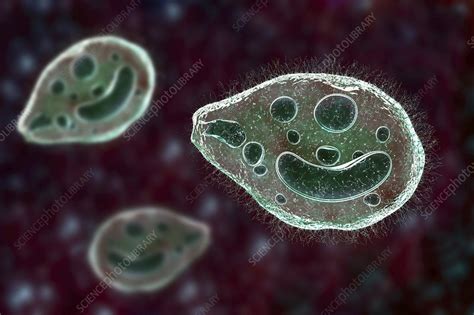 Balantidium Coli Protozoan Illustration Stock Image F0227224