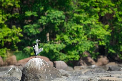 Ardea Gris De H Ron Cinerea En Multipliant La Saison Appelle L