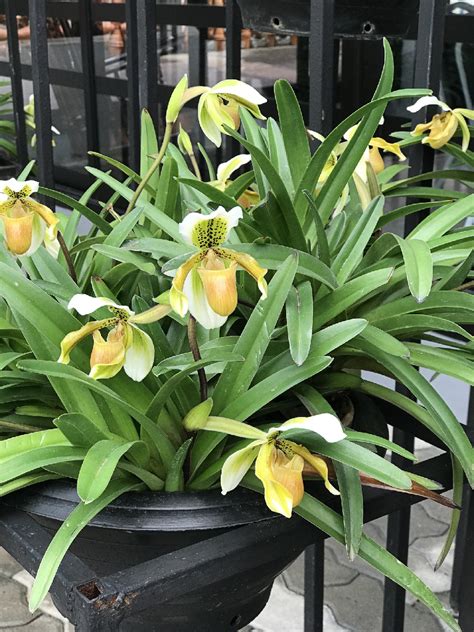 Where To Place Splendid Paphiopedilum In Feng Shui Characteristics