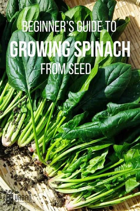 Growing Spinach From Seed A Guide To Planting And Harvesting Spinach