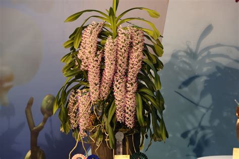 唯有蘭花真國色．記2023台灣國際蘭展 旅途的印記 Udn部落格