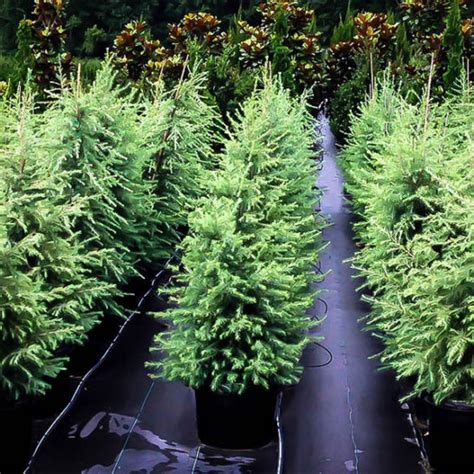 Cedar Deodar For Sale Online The Tree Center