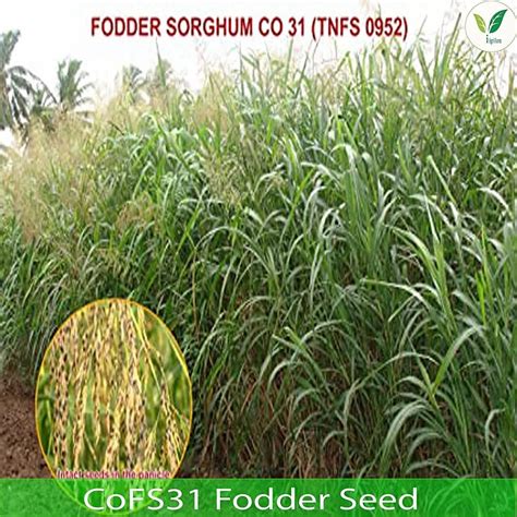Dried Cofs31 Fodder Sorghum Seeds For Fodder Cultivation Packaging