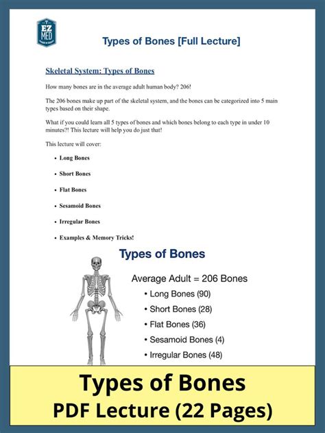 Types Of Bones In The Human Body Skeletal System Labeled Diagram And