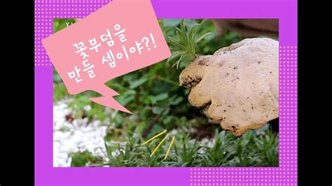안개꽃 모종 72개를 언제 다 심지 도심 속 정원이 있는 단독 주택의 가드닝 정원꾸미기 Youtube