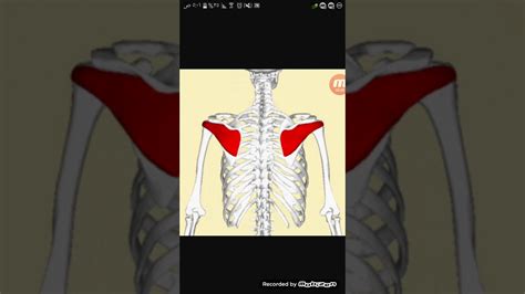 Infraspinatus Muscle Origin And Insertion Youtube