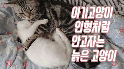 아빠처럼 다정하게 아기 고양이 그루밍 해주는 늙은 고양이 Youtube