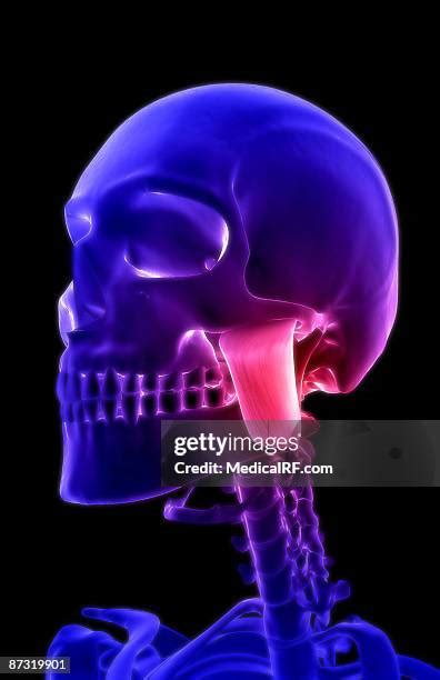 Musculus Masseter Photos And Premium High Res Pictures Getty Images