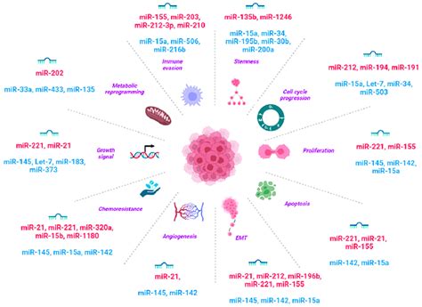 Schematic Illustration Of The Microrna Based Regulation Of The