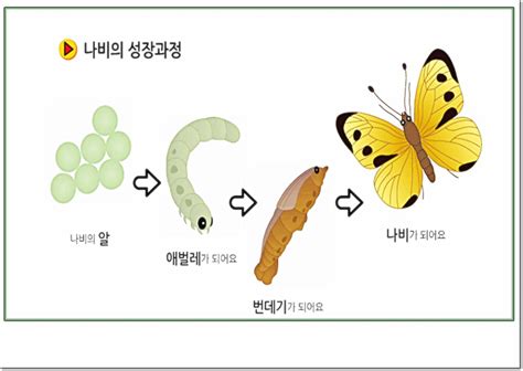 개구리와 나비의 성장과정 네이버 블로그