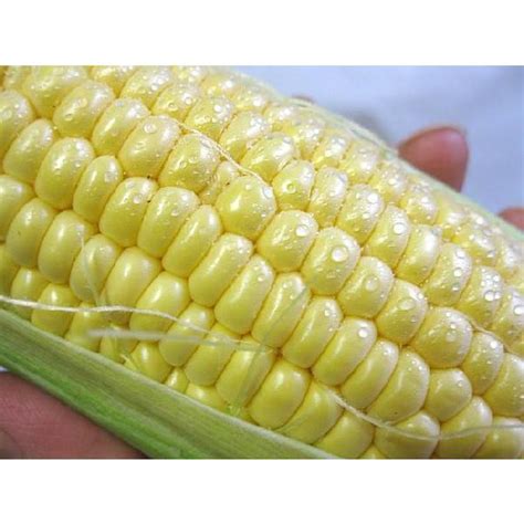 『恵味ゴールド』10本 甘いとうもろこし【北海道 とうきび】朝もぎ！北海道産地直送トウキビ 送料無料 吉粋 通販 Yahoo