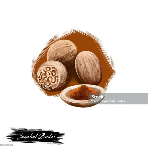Jaiphal 파우더 육두구 Myristica Fragrans 아유르베다 허브 디지털 아트 일러스트레이션 텍스트에 흰색에 고립