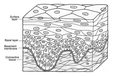 Illustration Of Stratified Squamous Photograph By Science Source Fine
