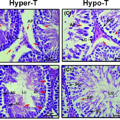Photomicrographs Of Testicular Tissues In Different Groups A In The