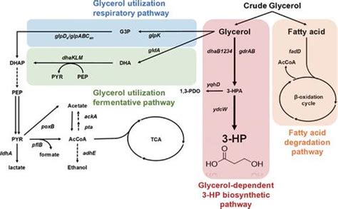 使用代谢工程大肠杆菌从甘油作为唯一碳源高水平生产 3 羟基丙酸。biotechnology And Bioengineering X Mol