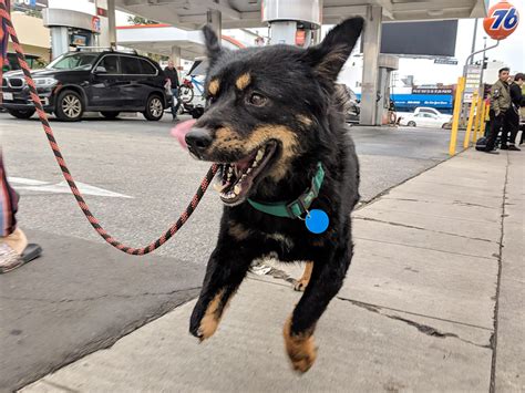 Psbattle This Tripawd Dog Running Rphotoshopbattles