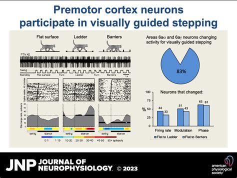 Premotor Cortex
