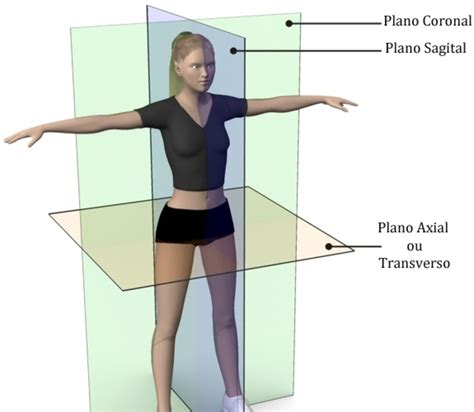 Plano De Sec O Anatomia