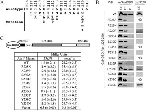 Effect Of Adr1 Mutations On Bmh Binding And Bmh Mediated Regulation
