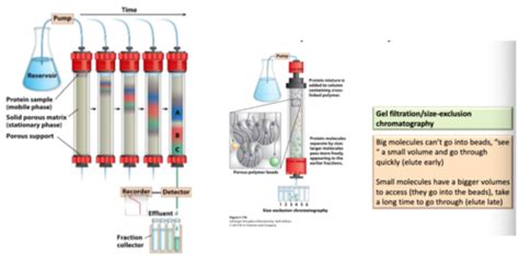Amino Acids Peptides And Proteins 20 Flashcards Quizlet