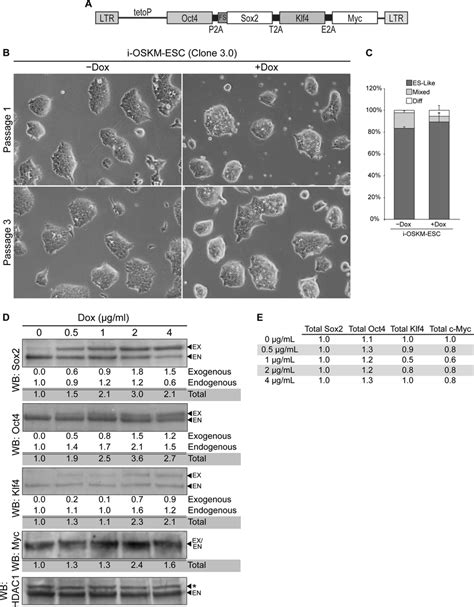 Characterization Of I Oskm Esc A Shown Is A Schematic Of Download Scientific Diagram