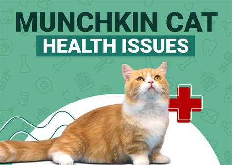 How Long Should I Play With My Cat Every Day Vet Approved Facts And Faq