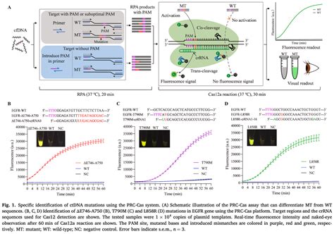 Universal And Highly Accurate Detection Of Circulating Tumor Dna Mutation In Non Small Cell Lung