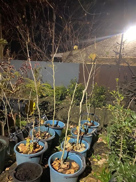 არღავანი … 15ლარიდან ხატიას სანერგე ტყვიავში 593907143