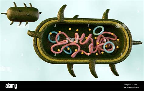 3d Rendering Of A Cross Section Of A Bacterial Cell Showing Its
