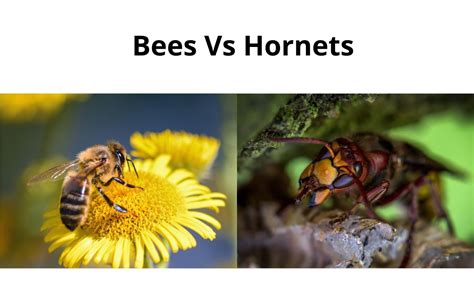 Bees Vs Hornets Comparisons Who Will Win And More