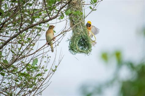Premium Photo The Weaver Bird Is Building A Nest