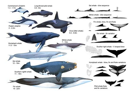 Killer Whale Vs Humpback At Emma Lowell Blog
