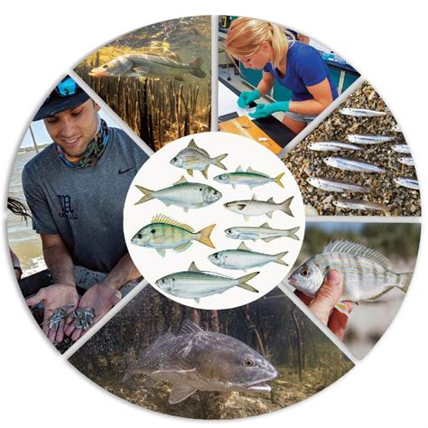 Igfa Annual Appeal For 2020 International Game Fish Association