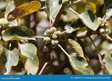 Fruits Of A Sycamore Fig Ficus Sycomorus Stock Image Image Of