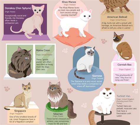 Cat Breeds American Infographic