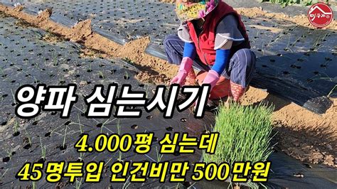 하루인건비 500만원 4000여평 양파심는데 45명투입 양파심는방법 양파심는시기 Youtube