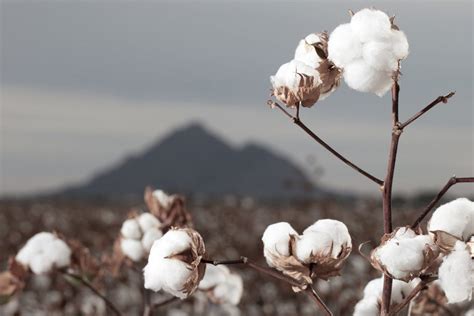 Cotton Know About Advantages And Facts Of Cotton FHASAL