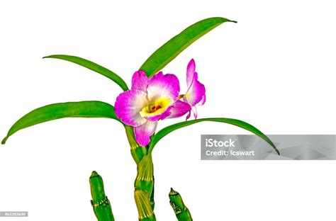 핑크 Dendrobium의 난초 잎과 새로운 줄기를 그린 0명에 대한 스톡 사진 및 기타 이미지 0명 꽃 나무 꽃 꽃의