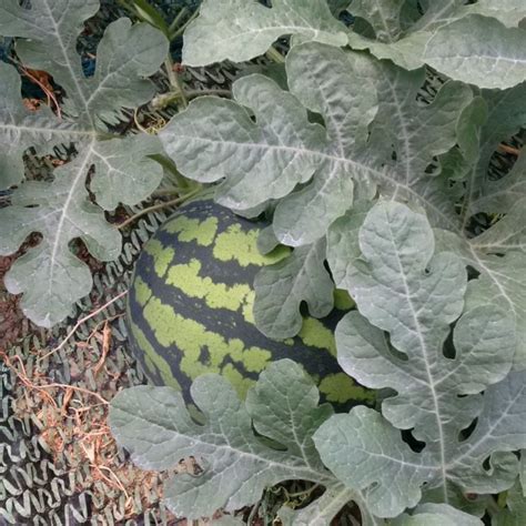 북수박 피수박 이란 맛있는 수박 고르는방법 네이버 블로그