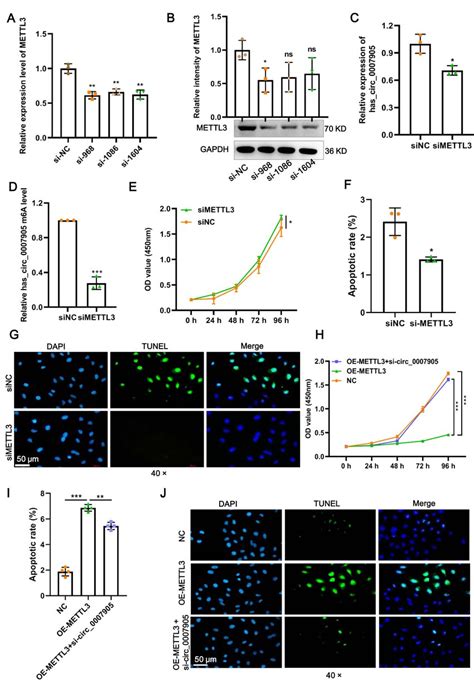 Mettl3 Inhibits Proliferation And Promotes Apoptosis Via Download