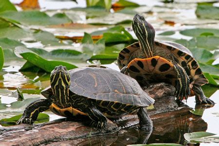 Red Eared Slider Facts NatureMapping