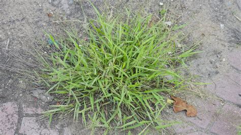 The Easy Way To Get Rid Of Small Patches Of Crabgrass In Your Lawn And