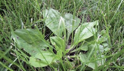 How To Get Rid Of Broadleaf Weeds Insightweeds