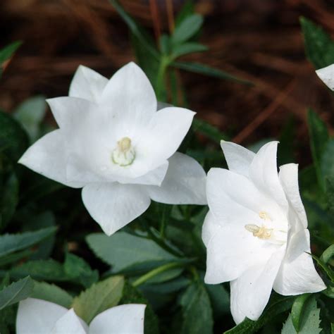 Platycodon Astra Double White Van Berkum Nursery